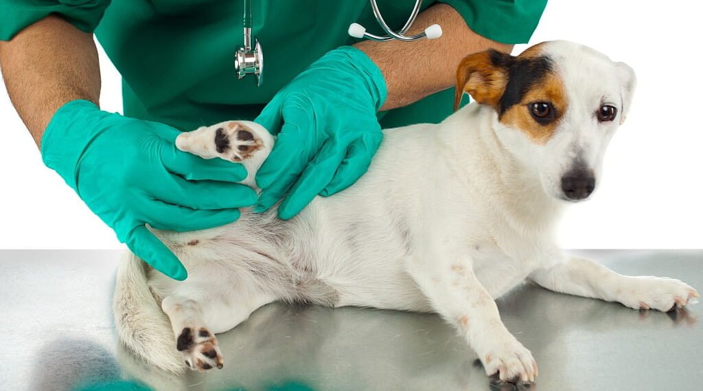 Come togliere le pulci a un cucciolo di cane? - Guida al cane