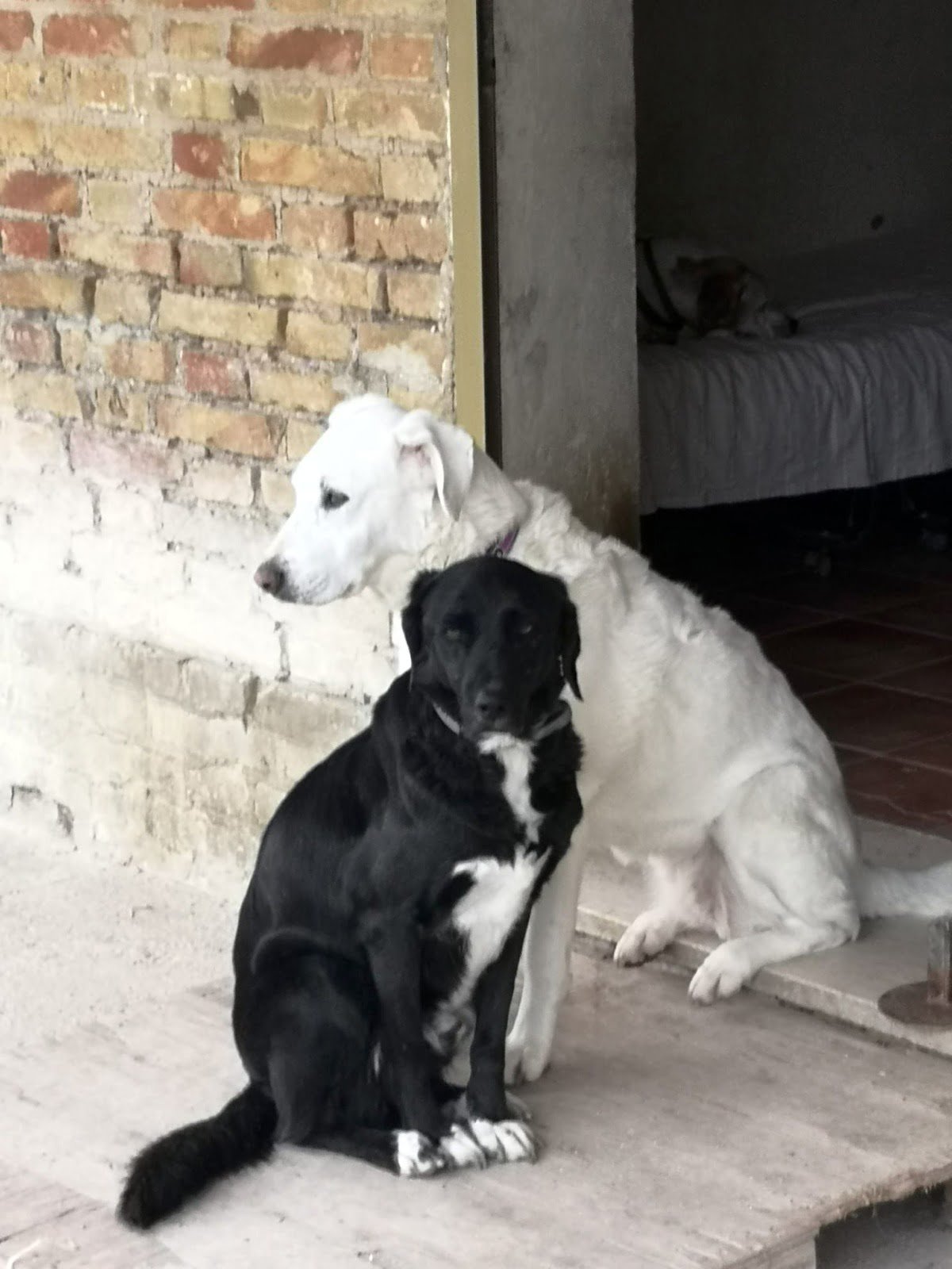 Scegliere un cane al canile - Guida al cane